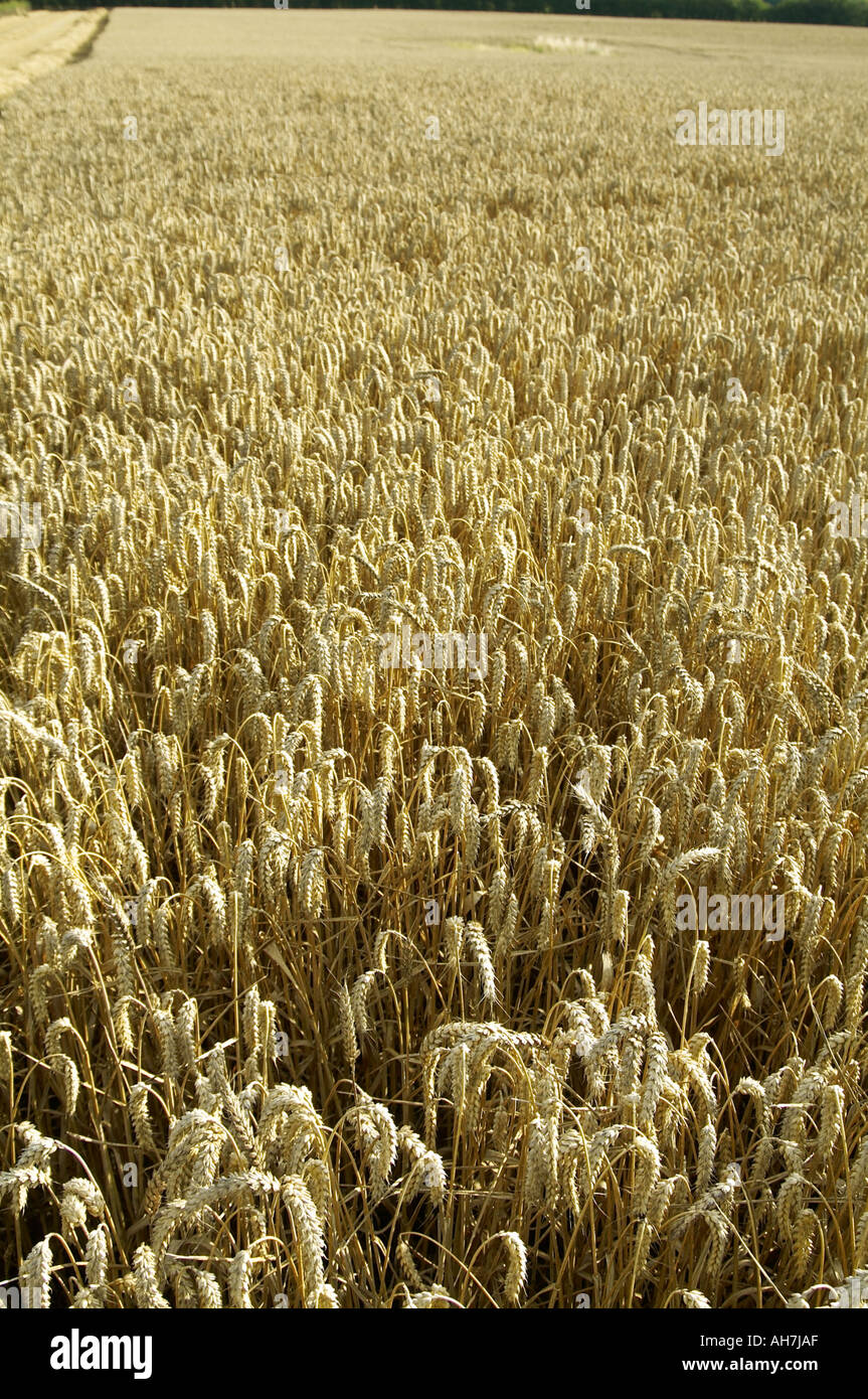 barley, winter, spring, field, maff, defra, crop, crops, arable, farm ...