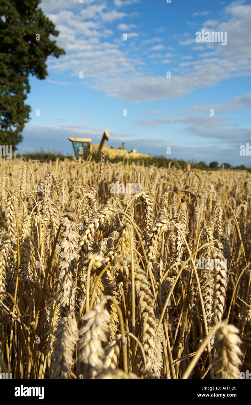 barley, winter, spring, field, maff, defra, crop, crops, arable, farm ...