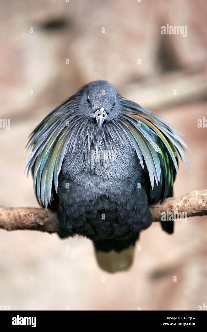 Bird on a perch with feathers ruffled and puffed Stock Photo - Alamy