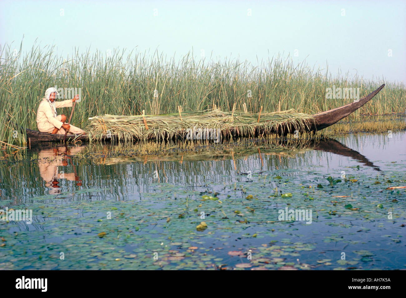Man gathering reeds Mashuf boat Marshes Iraq Middle East Stock Photo ...