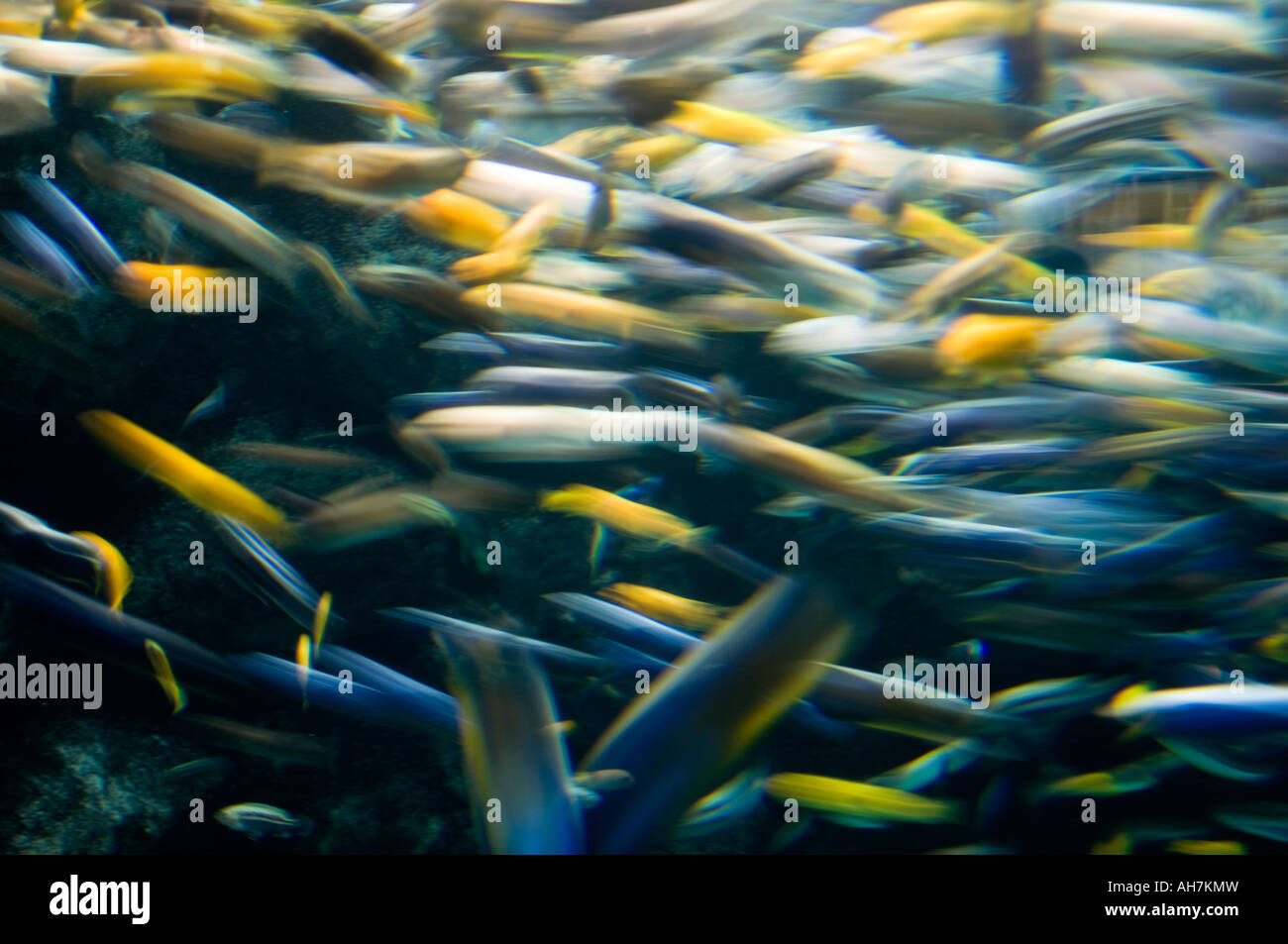 Fish in Tank Stock Photo - Alamy