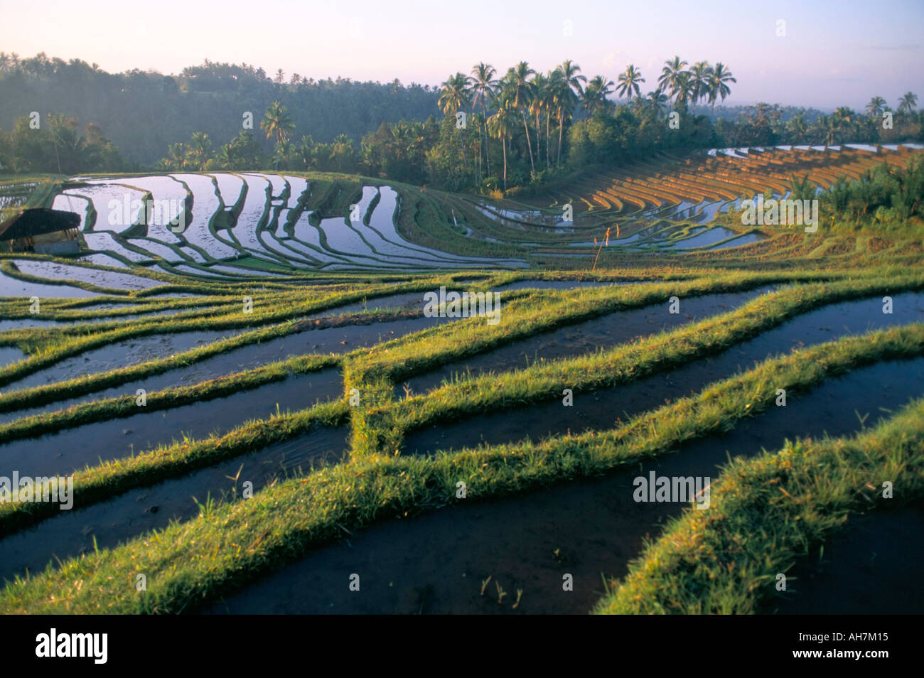 Tropical islands rice paddies hi-res stock photography and images - Alamy