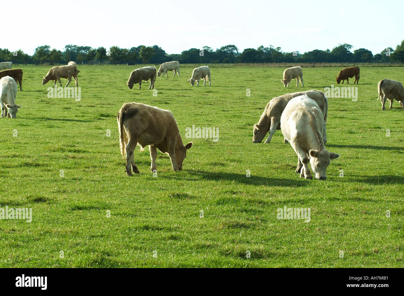 cow cattle graze grazing farm farmer farming raise raising grass field ...