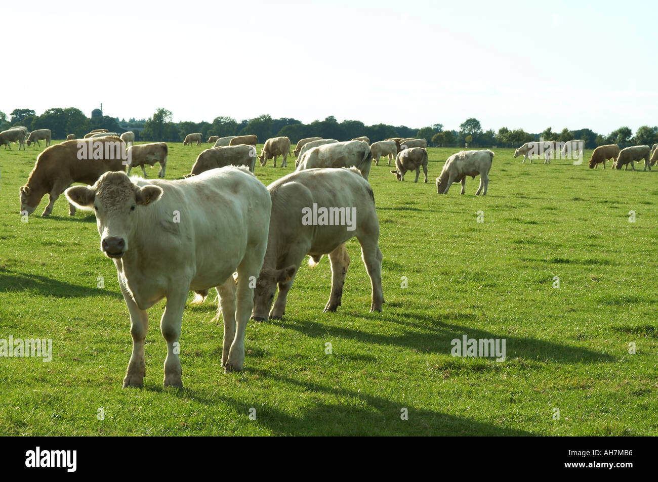 cow cattle graze grazing farm farmer farming raise raising grass field ...
