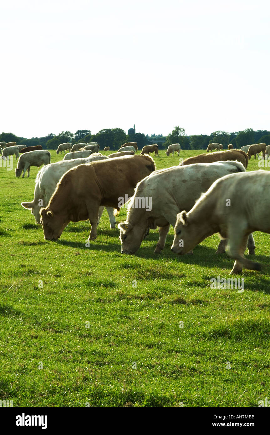 cow cattle graze grazing farm farmer farming raise raising grass field ...