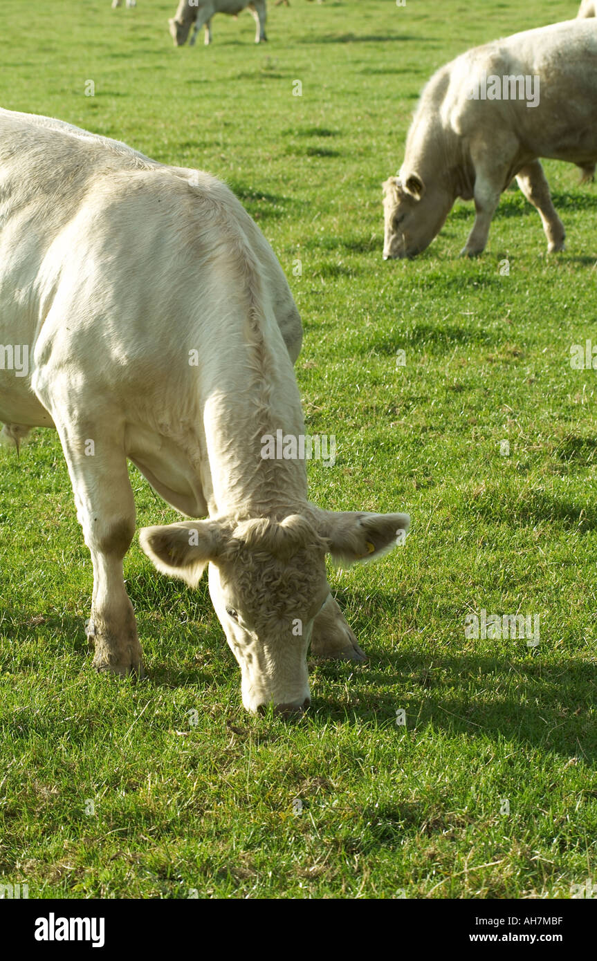 cow cattle graze grazing farm farmer farming raise raising grass field ...