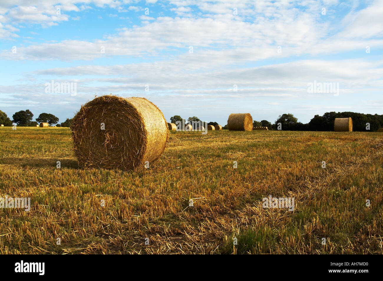 Bail Hay Straw Agriculture High Resolution Stock Photography and Images ...