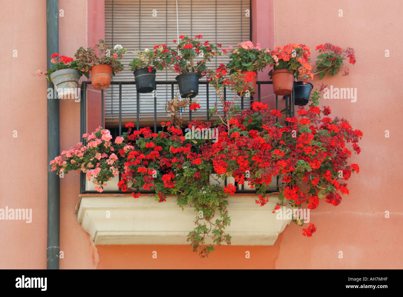 Colourful red geranium pelargoniums in window box and flower displays ...
