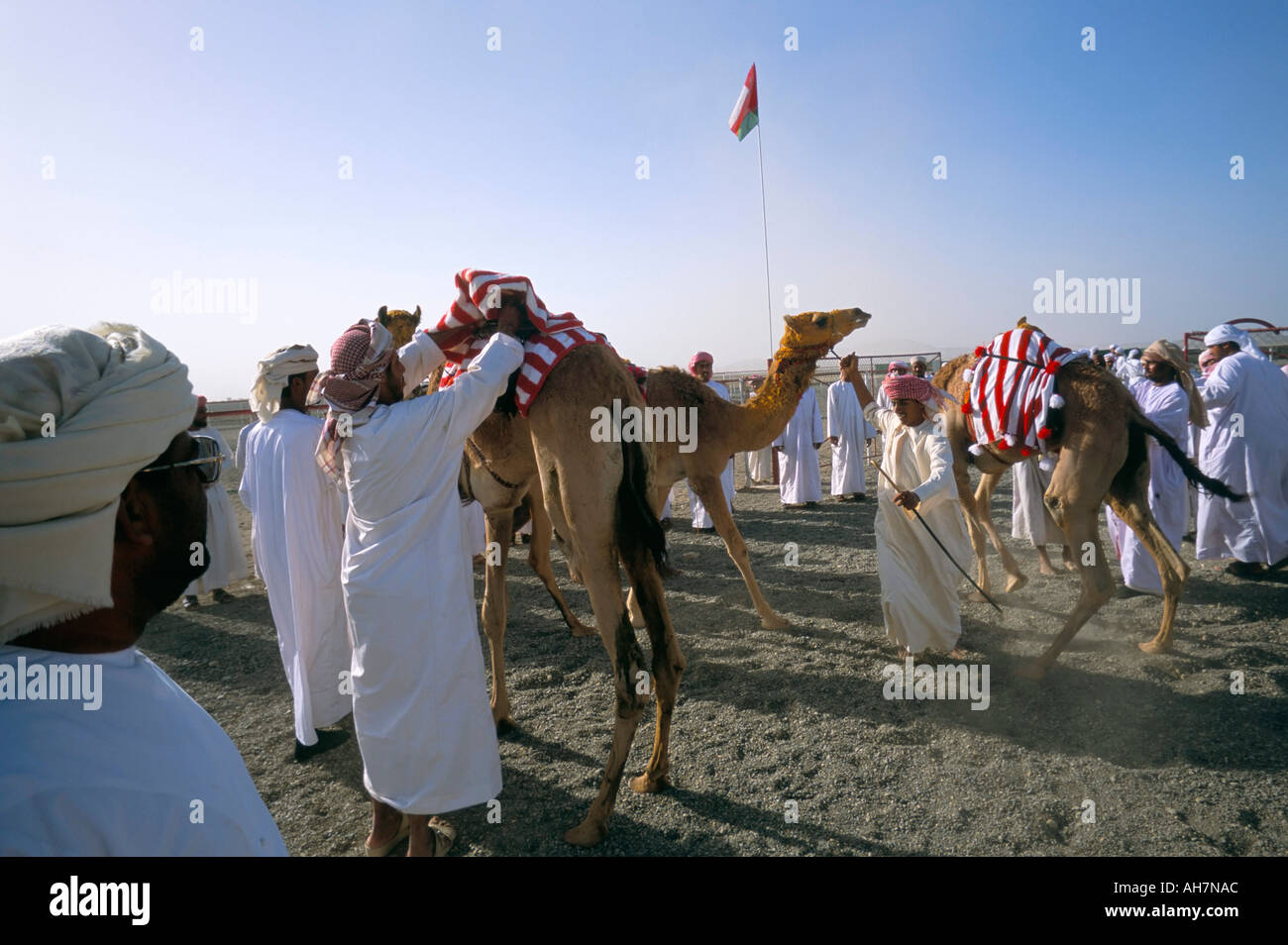 Camel racing Mudaibi region Sultanate of Oman Middle East Stock Photo ...