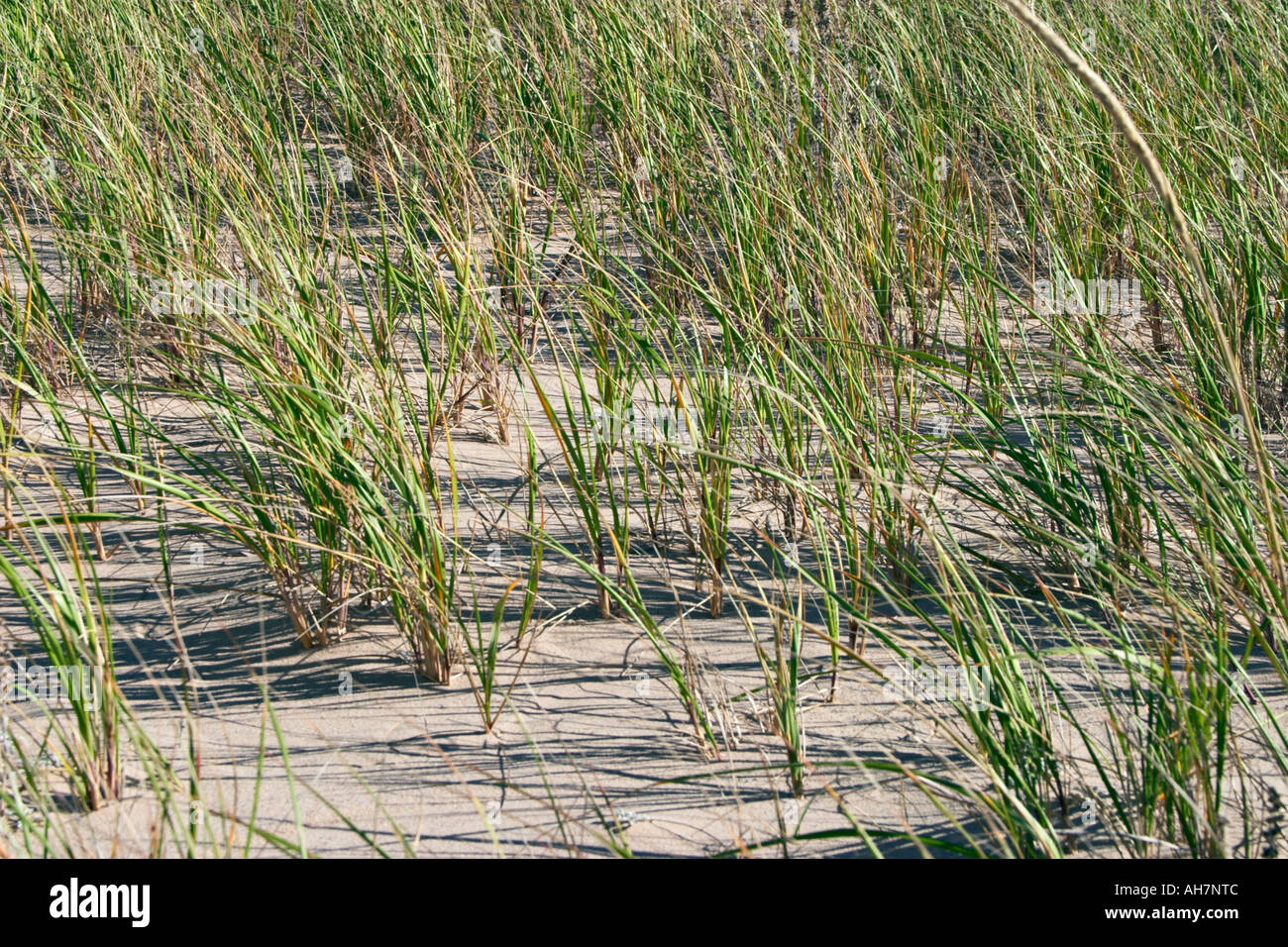 Grass growing on sand Stock Photo - Alamy