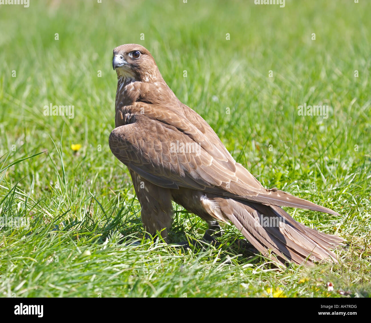 Russia falconry hi-res stock photography and images - Alamy