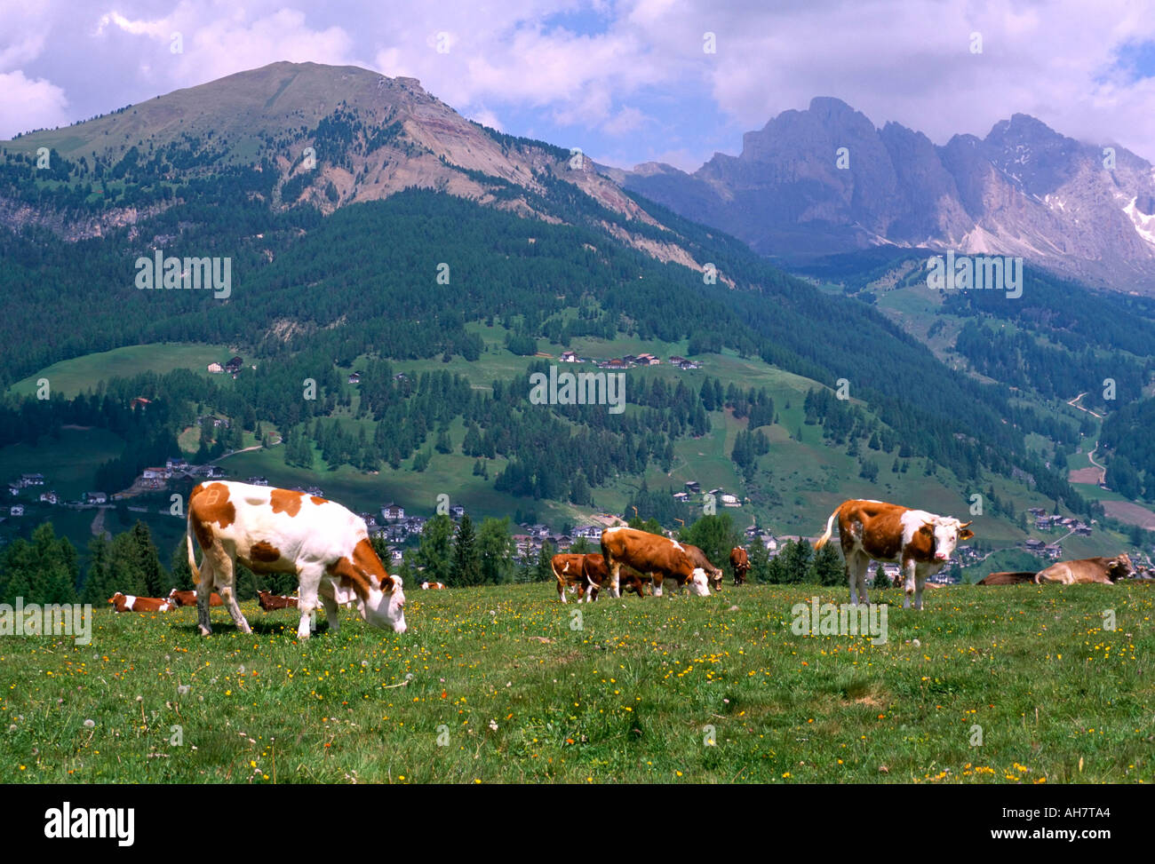 Cows grazing at Monte Pana and Leodle Geisler Odles range in background ...