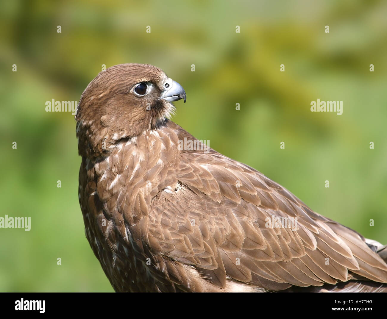 Russia falconry hi-res stock photography and images - Alamy