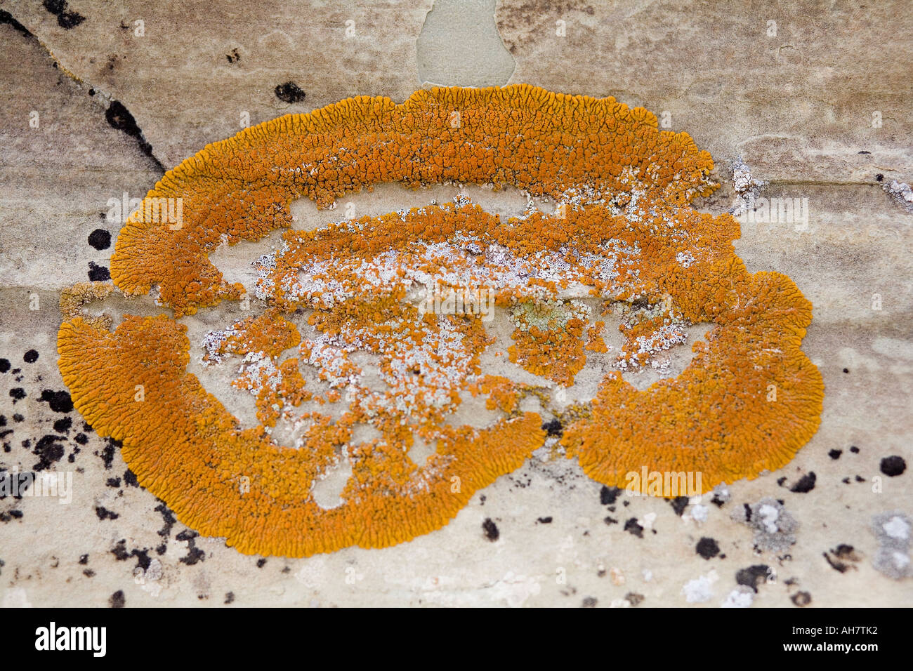 Yellow and Orange moss growing on rock surface Stock Photo - Alamy