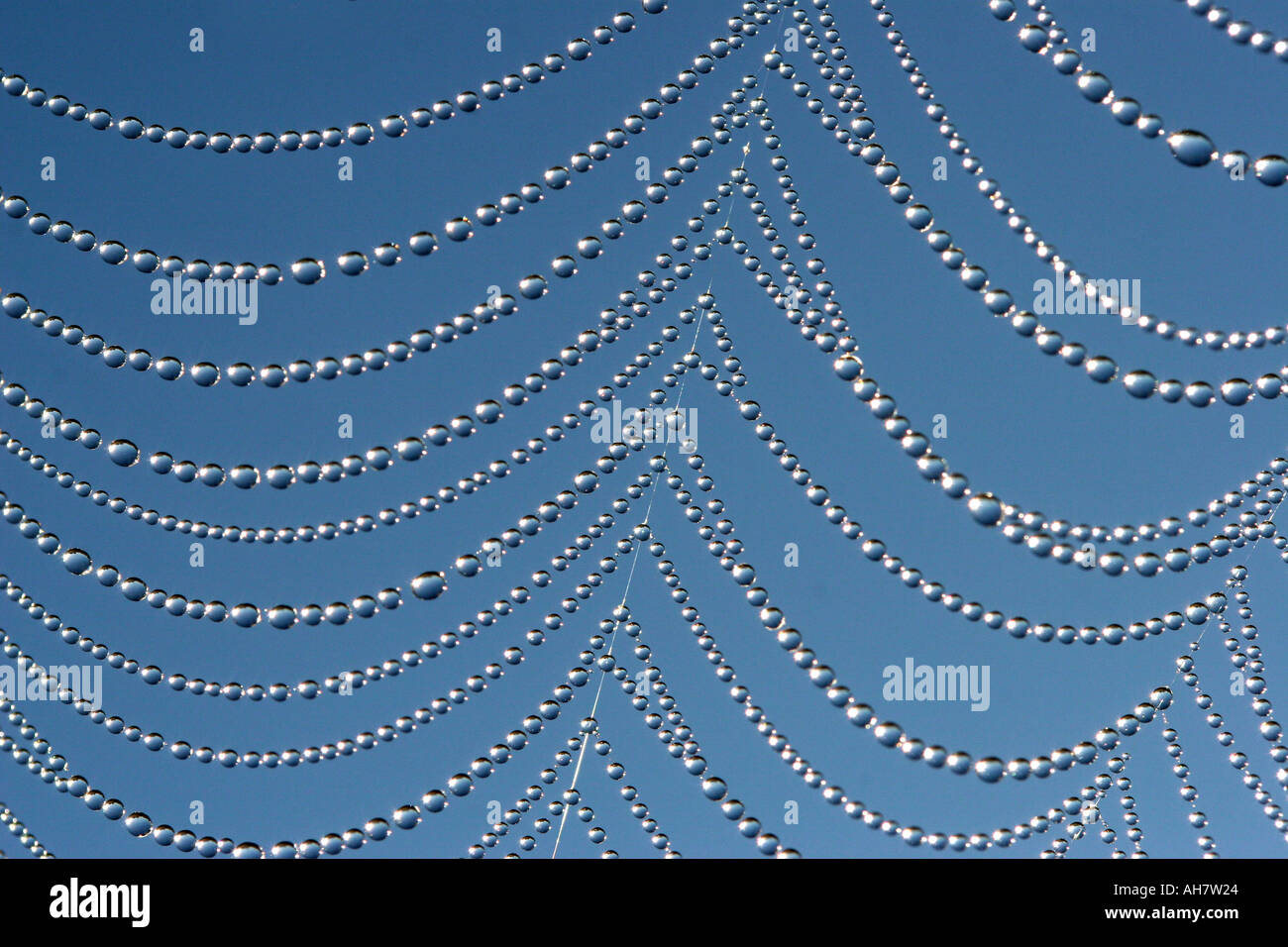 Strings of water droplets on a spider s web Stock Photo - Alamy