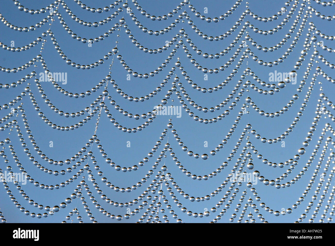 Strings of water droplets on a spider s web Stock Photo - Alamy
