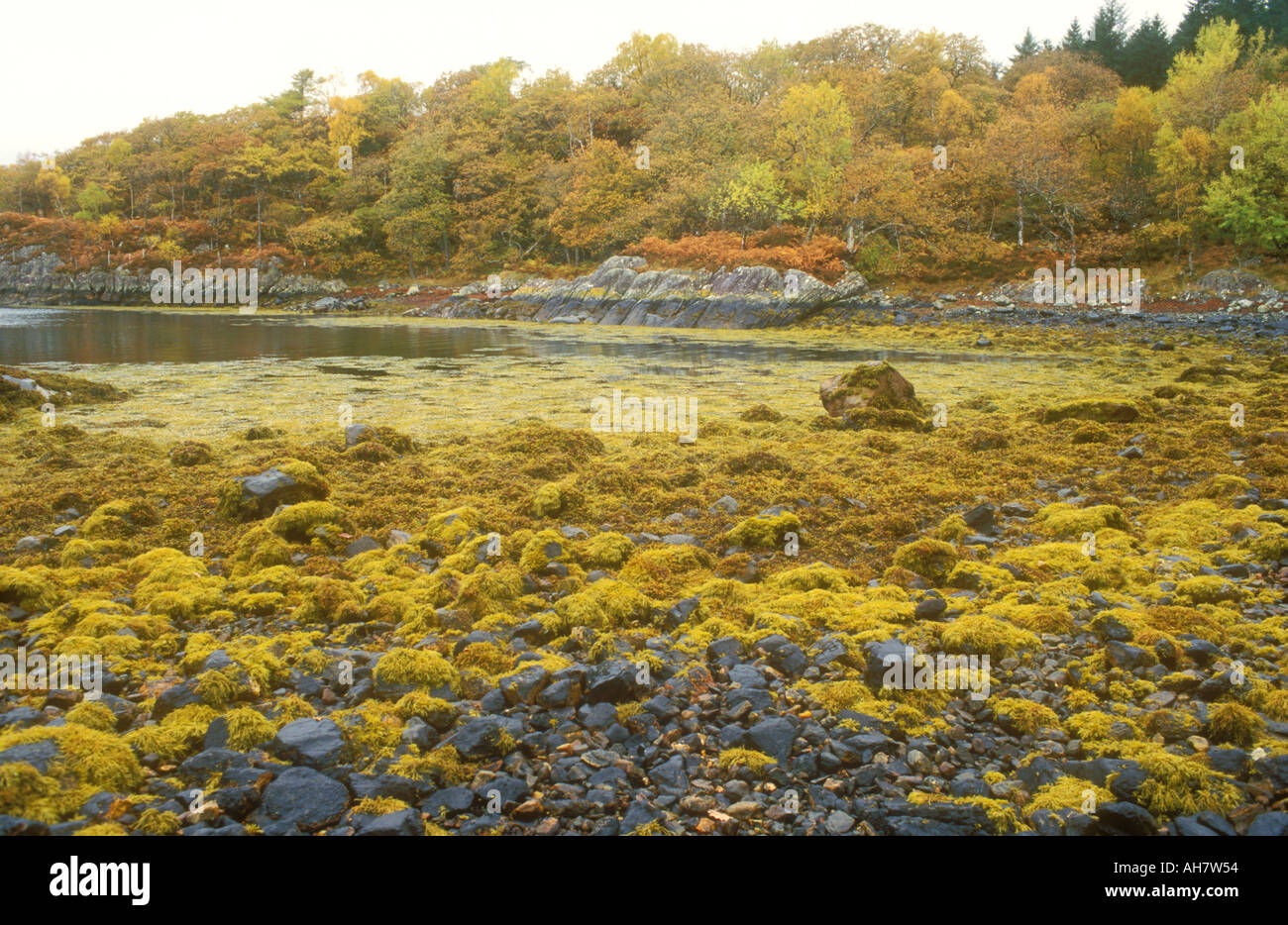 Loch edge cove in Western Scottish Highlands with autumn woodland in ...
