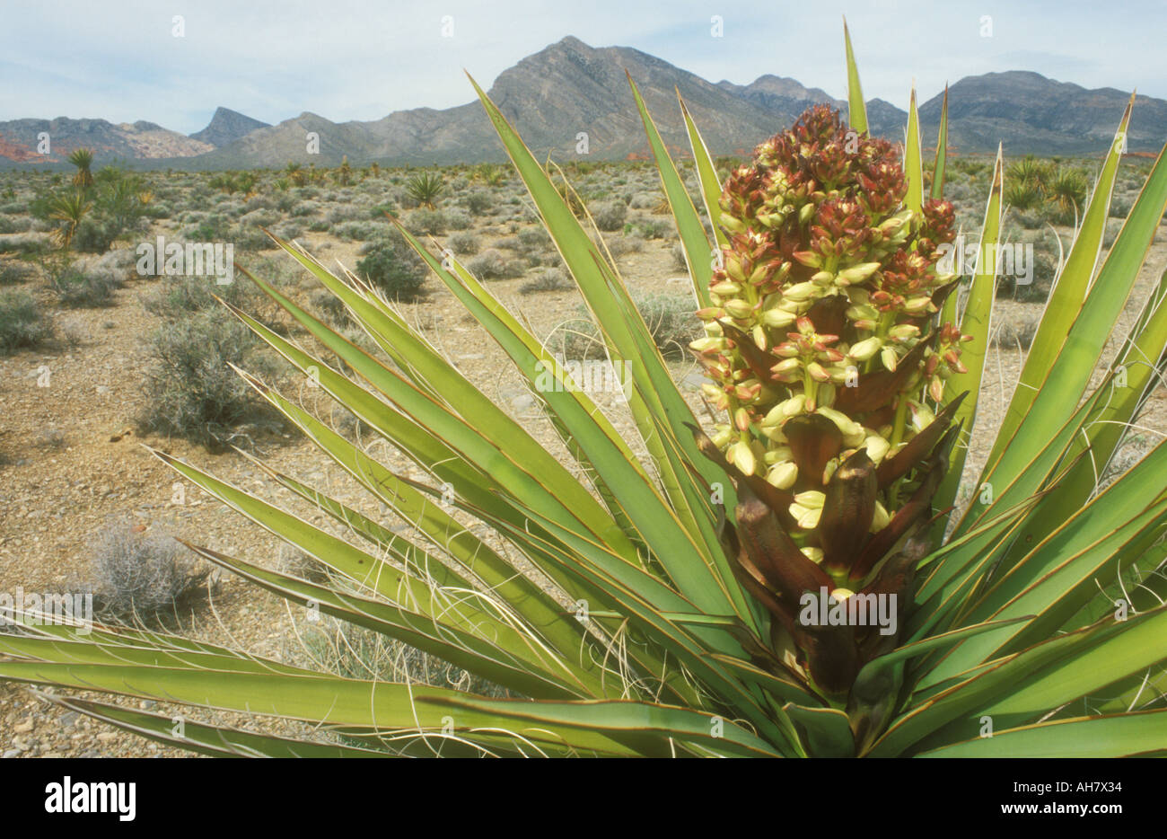 Mohave Yucca in full flower in desert scene Stock Photo - Alamy