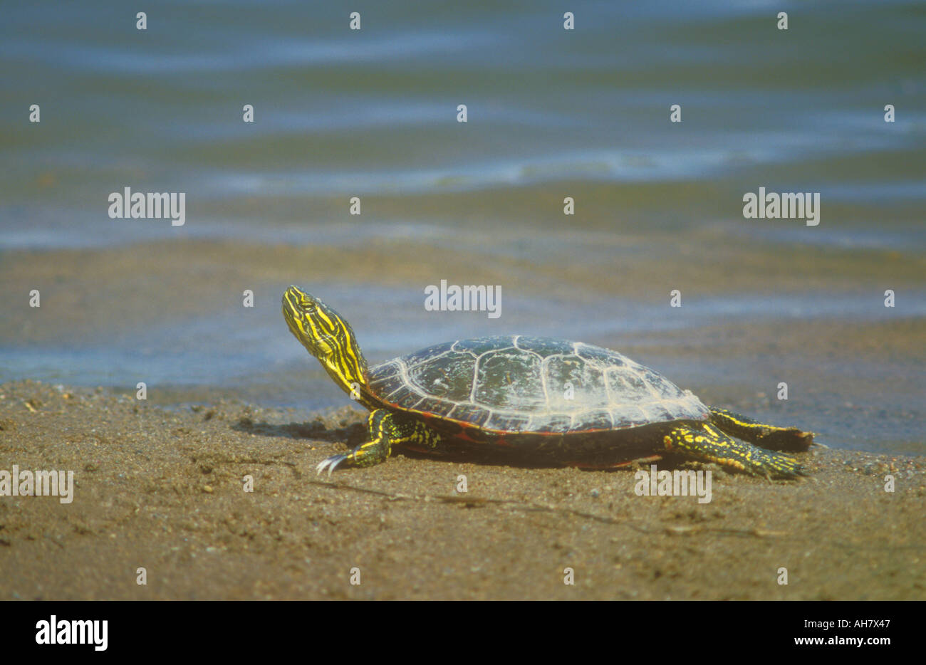 Midland Painted Turtle resting on bank of Mississippi River Stock Photo ...