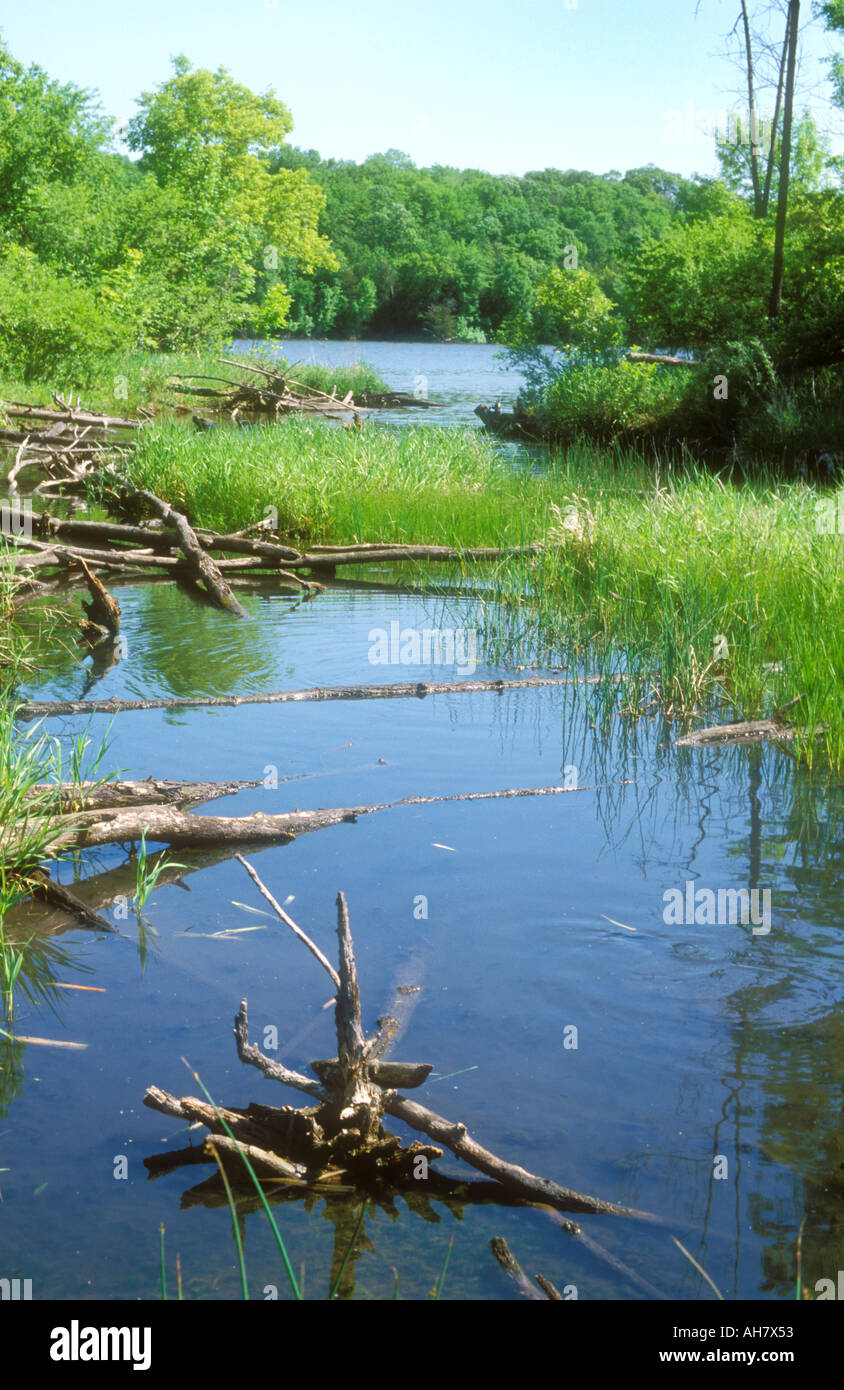 Backwater of Mississippi River Stock Photo - Alamy