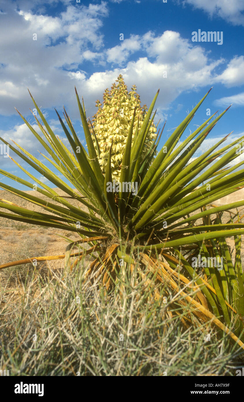 Mohave yucca hi-res stock photography and images - Alamy