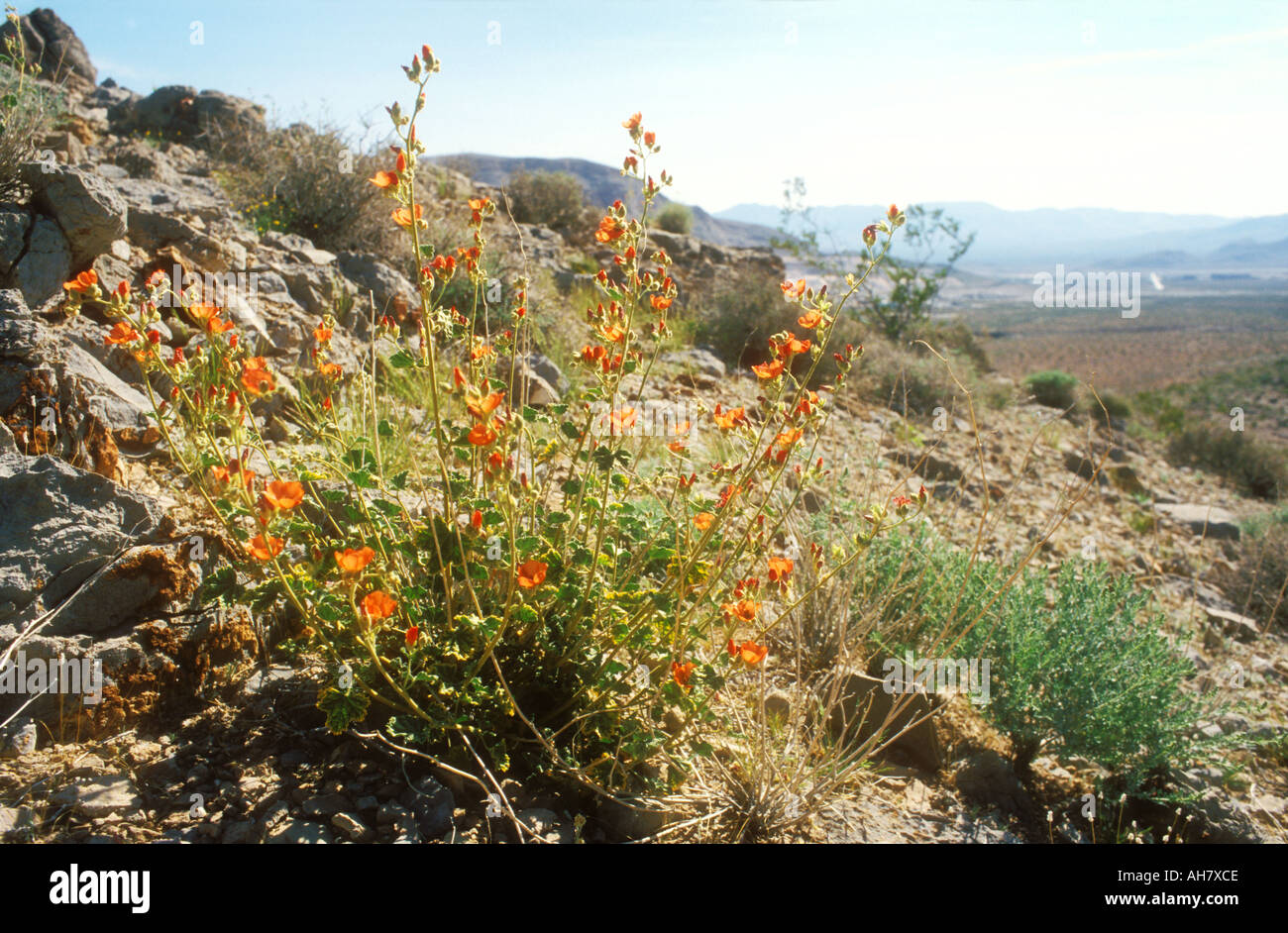 Globe Mallow growing in Mojave Desert Nevada Stock Photo - Alamy