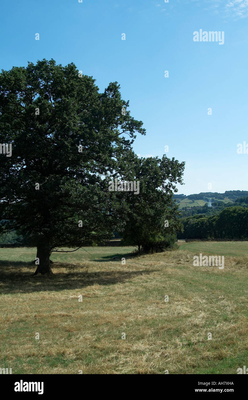 Oak, tree, English, countryside, country, Yorkshire, blue, sky, green ...