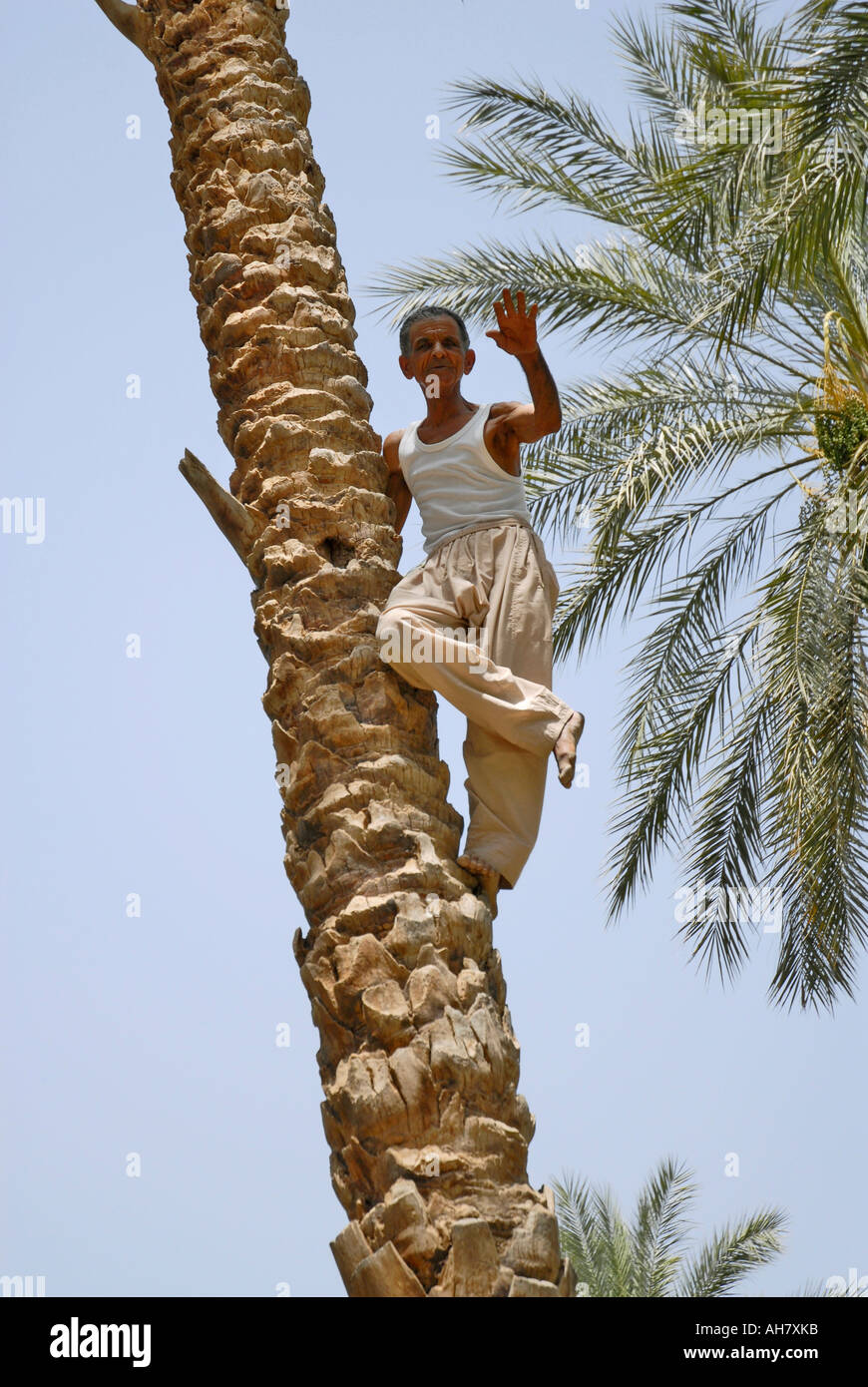 Plantation worker climbing tall palm tree to maintain the crops Stock ...