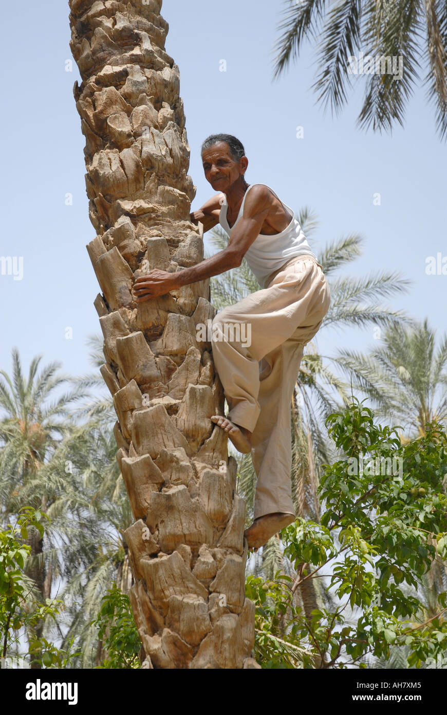 Plantation worker climbing tall palm tree to maintain the crops Stock ...