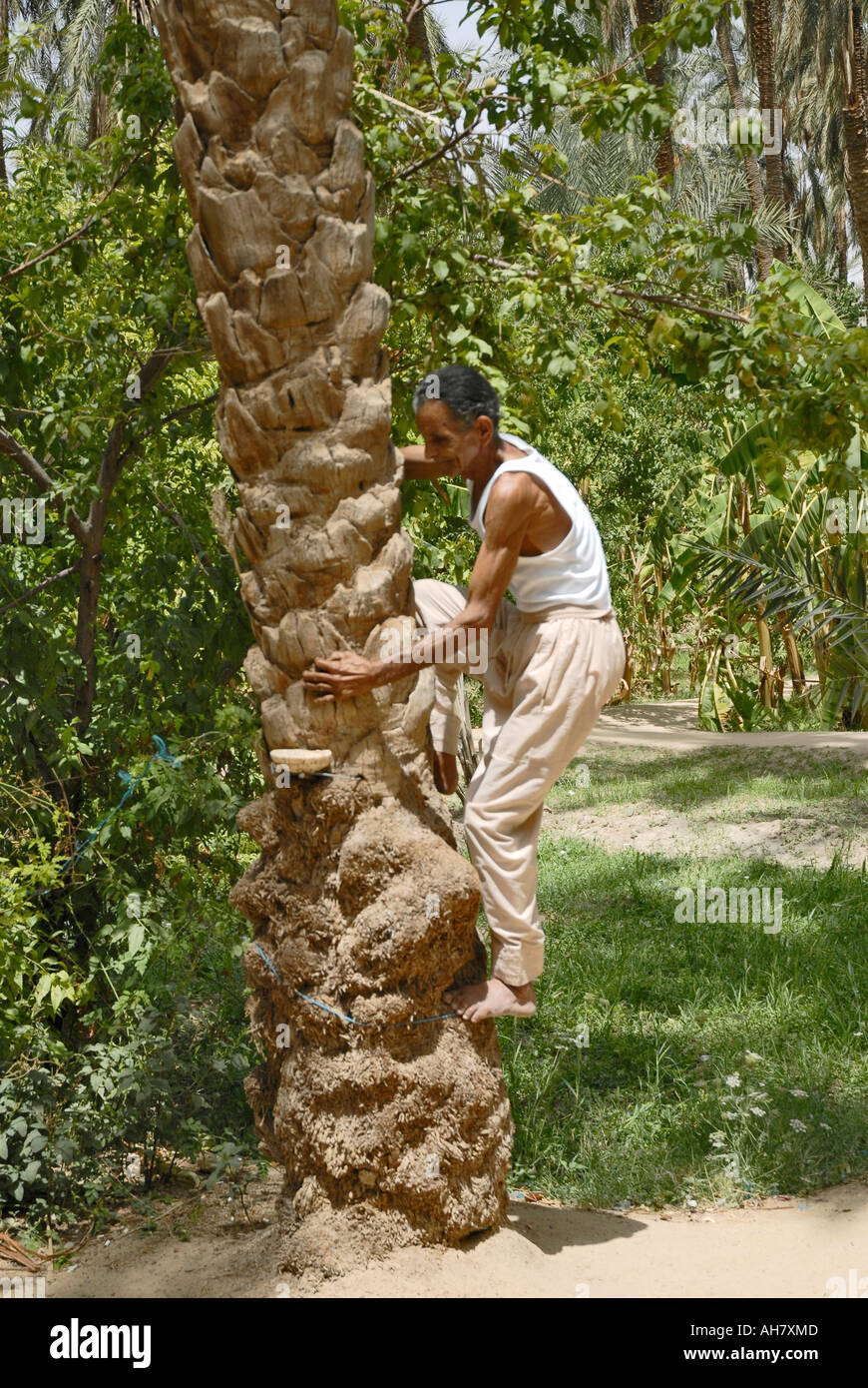 Plantation worker climbing tall palm tree to maintain the crops Stock ...