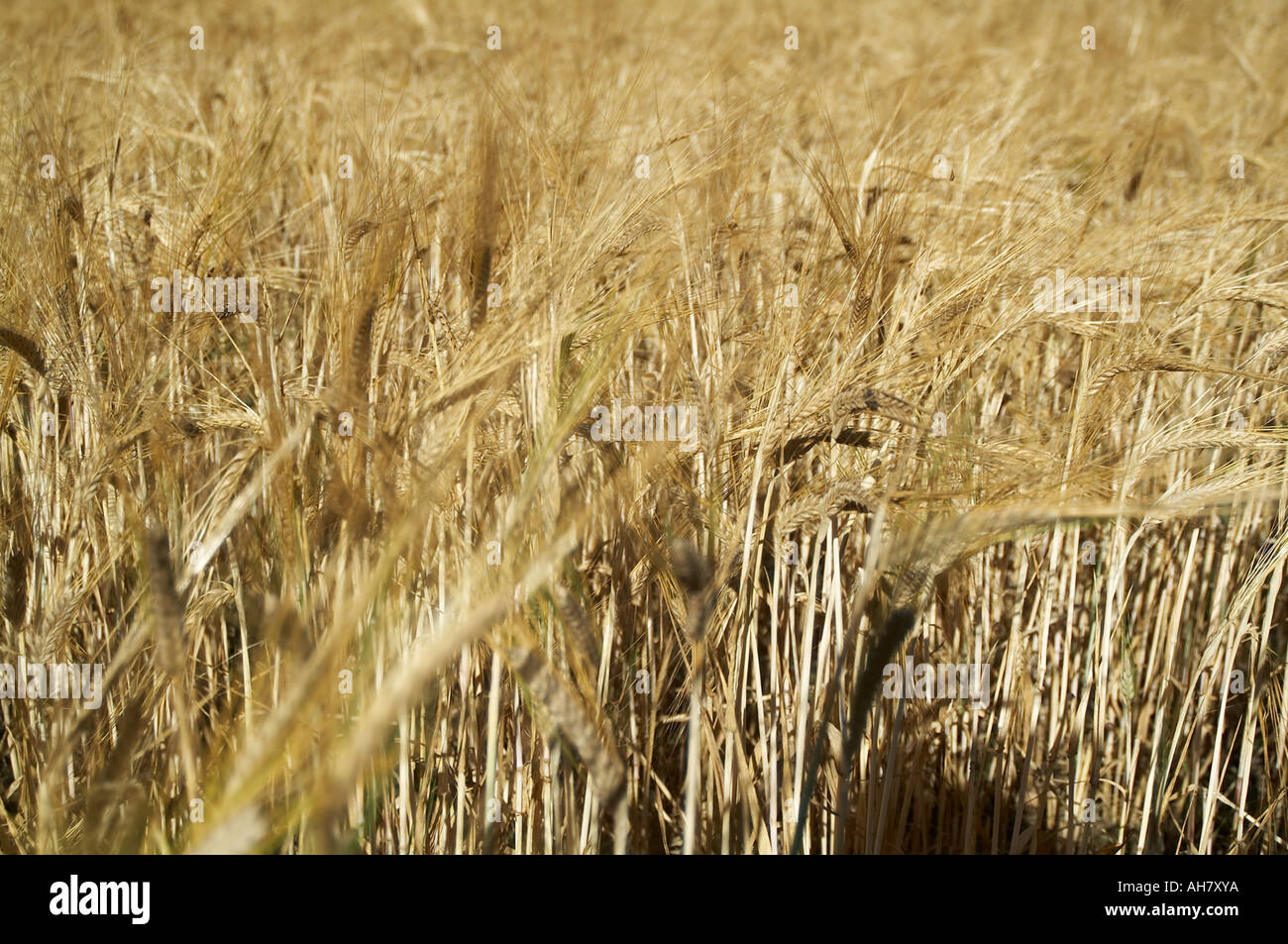 farming, subsidy, eu, farming, ethanol, bioethanol, non, food, crops ...