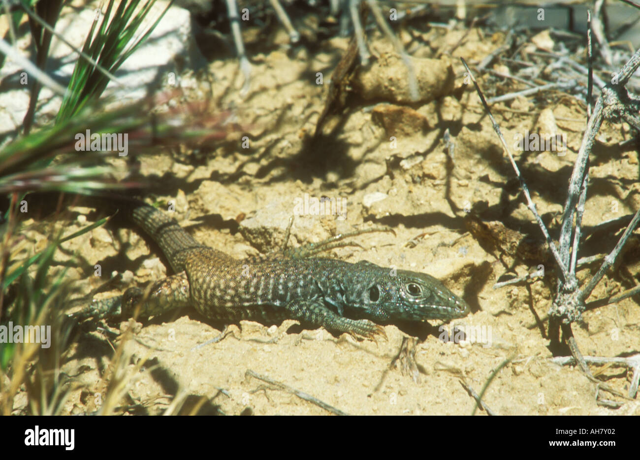 Western whiptail lizard hi-res stock photography and images - Alamy