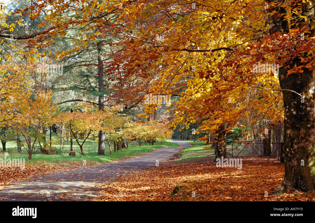 Autumn colours Mount Wilson Blue Mountains New South Wales Australia ...