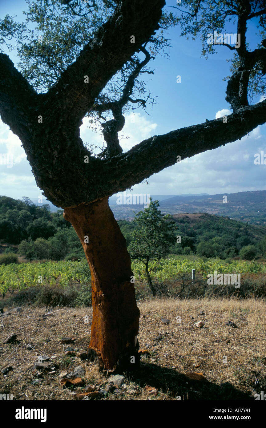 Cork oak trees Bagia island of Sardinia Italy Mediterranean Europe ...