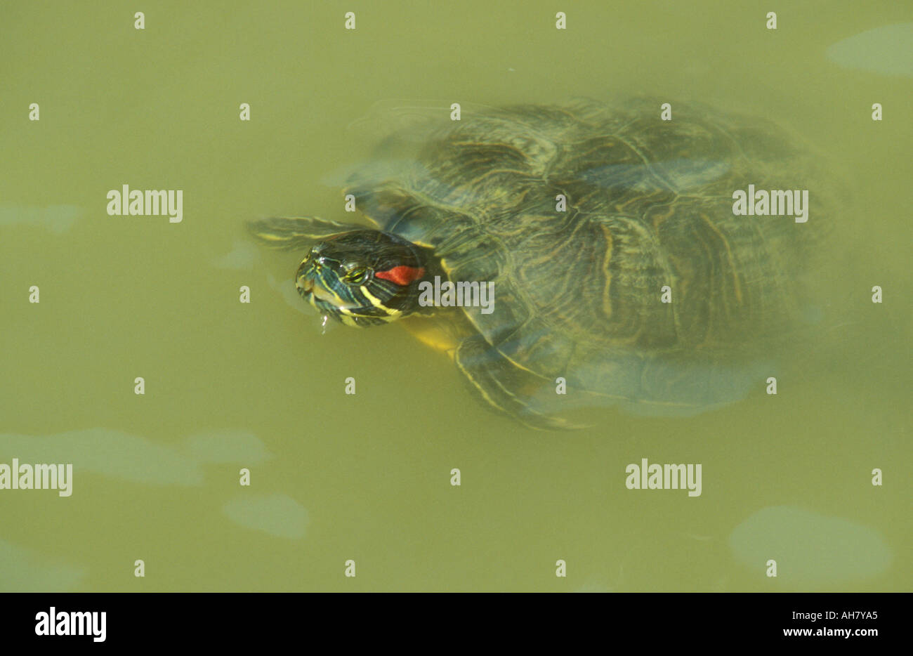 Red eared Slider swimming on surface Stock Photo - Alamy