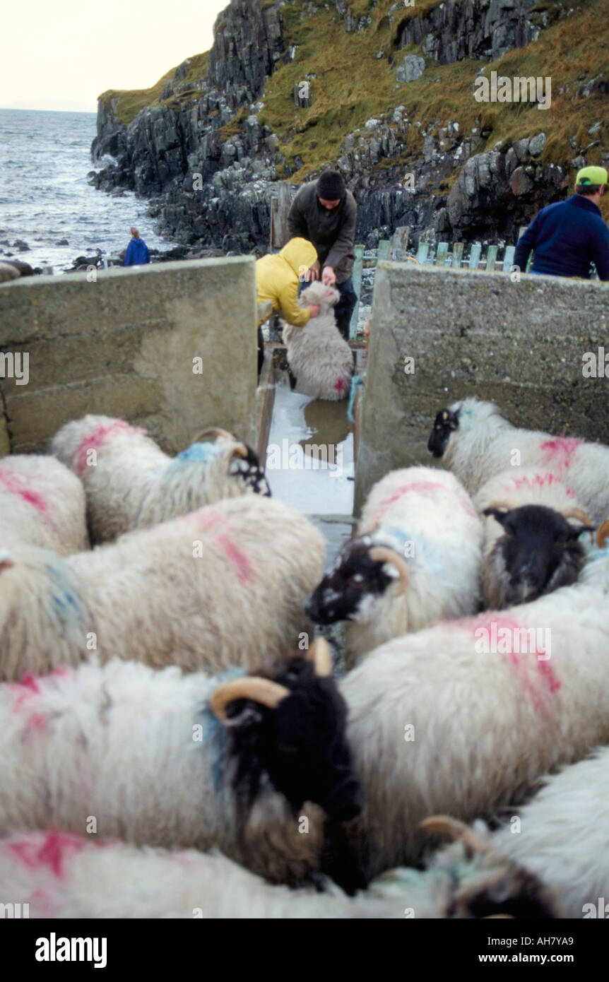 Sheep dipping hi-res stock photography and images - Alamy