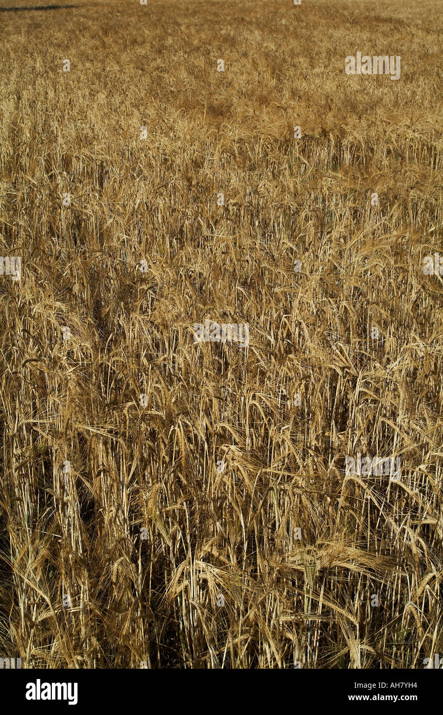 bioethanol, non, food, crops, ear, bread, nitrogen, carbon dioxide ...