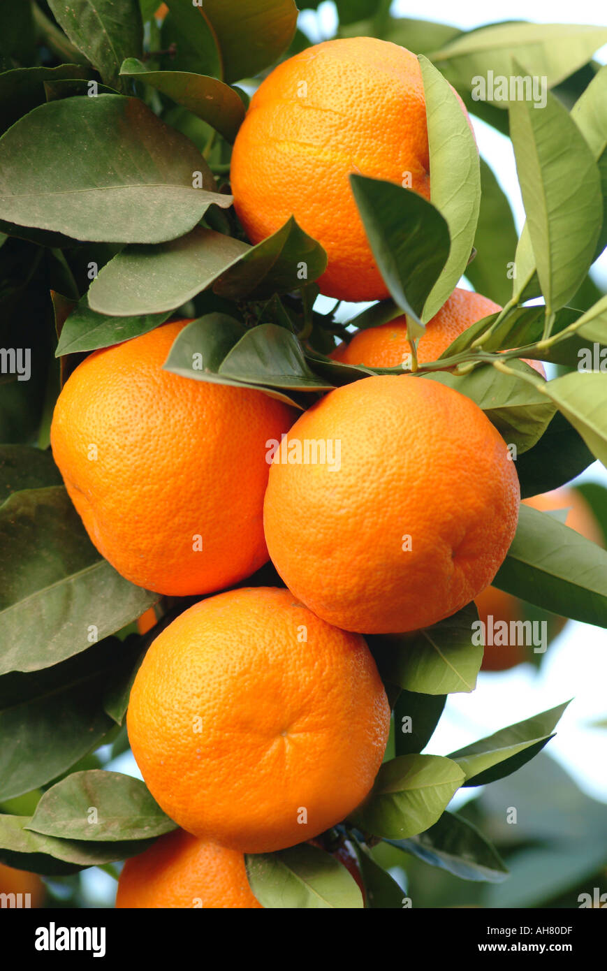 Cluster oranges tree hi-res stock photography and images - Alamy