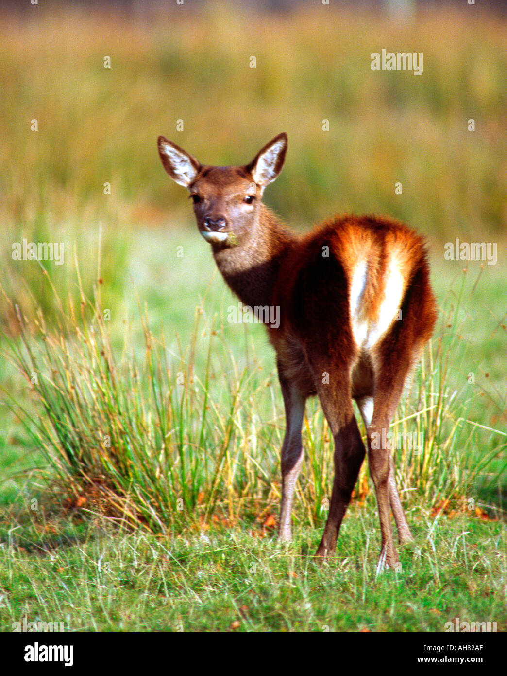 Western red deer hi-res stock photography and images - Alamy
