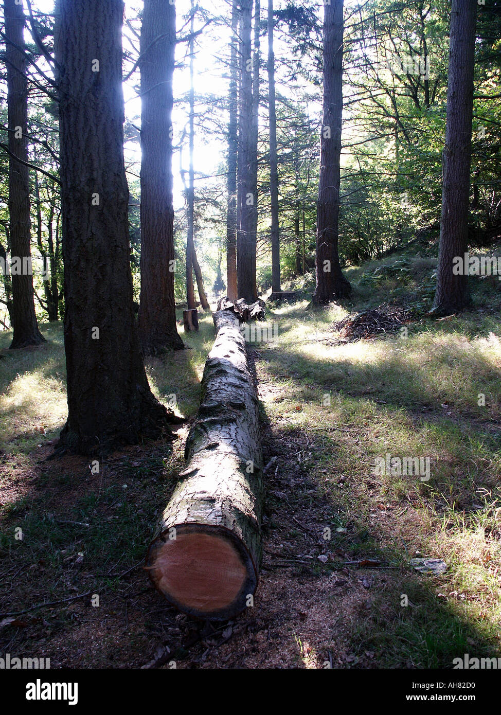 Cut trimmed pine trunk Stock Photo - Alamy