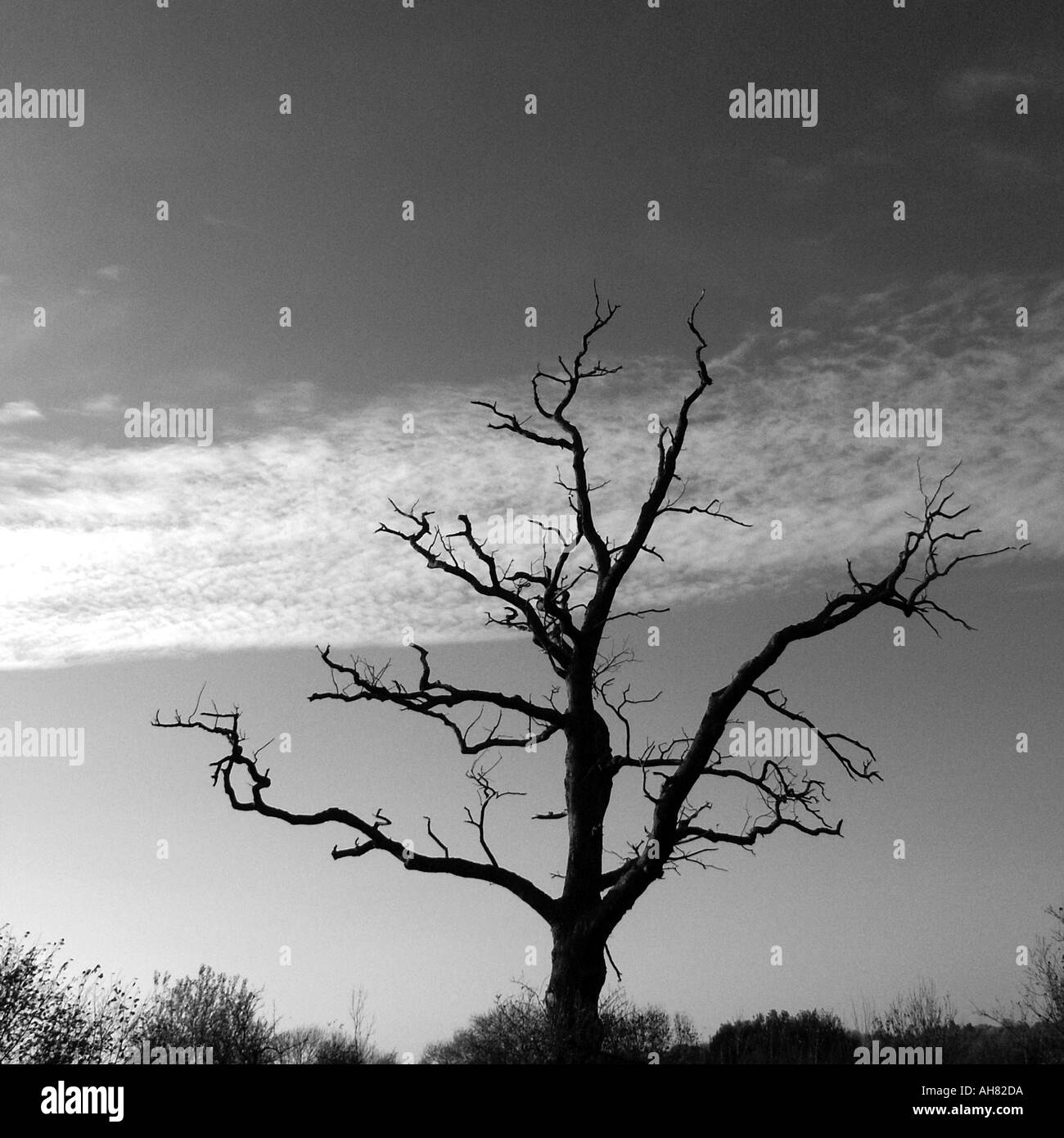 Resting tree in winter Stock Photo - Alamy