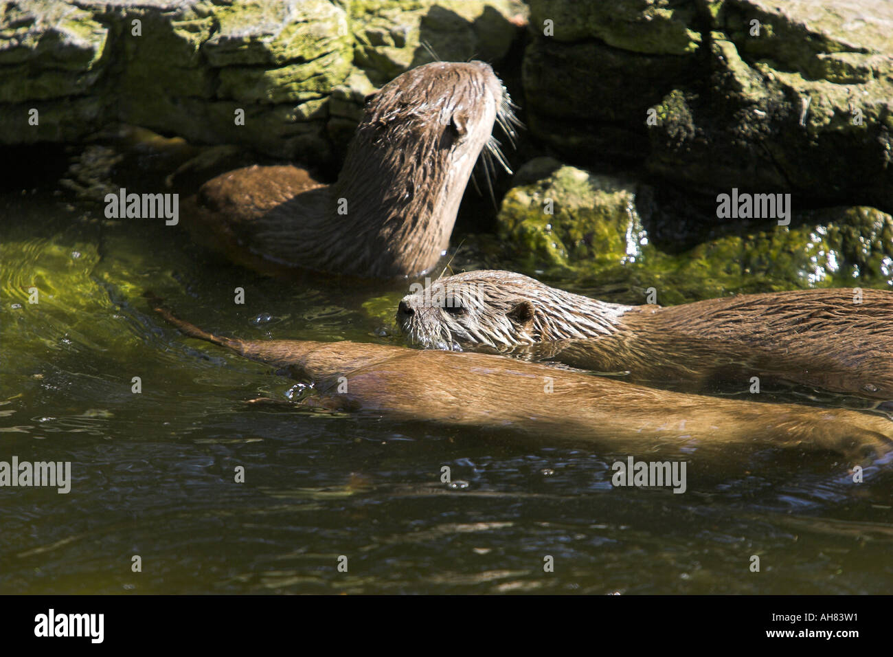 otter in pool Stock Photo - Alamy