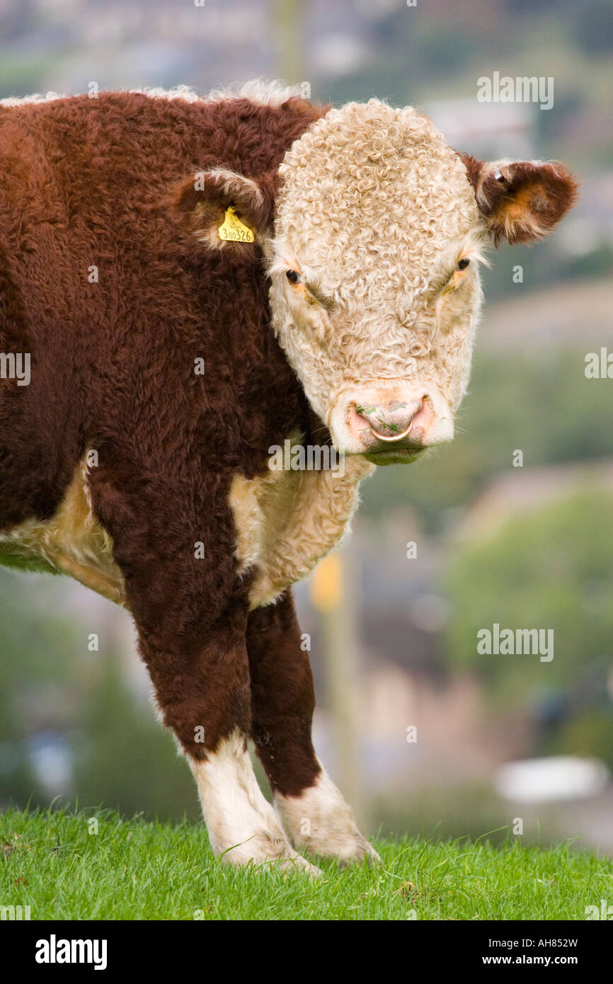 Padfield hi-res stock photography and images - Alamy