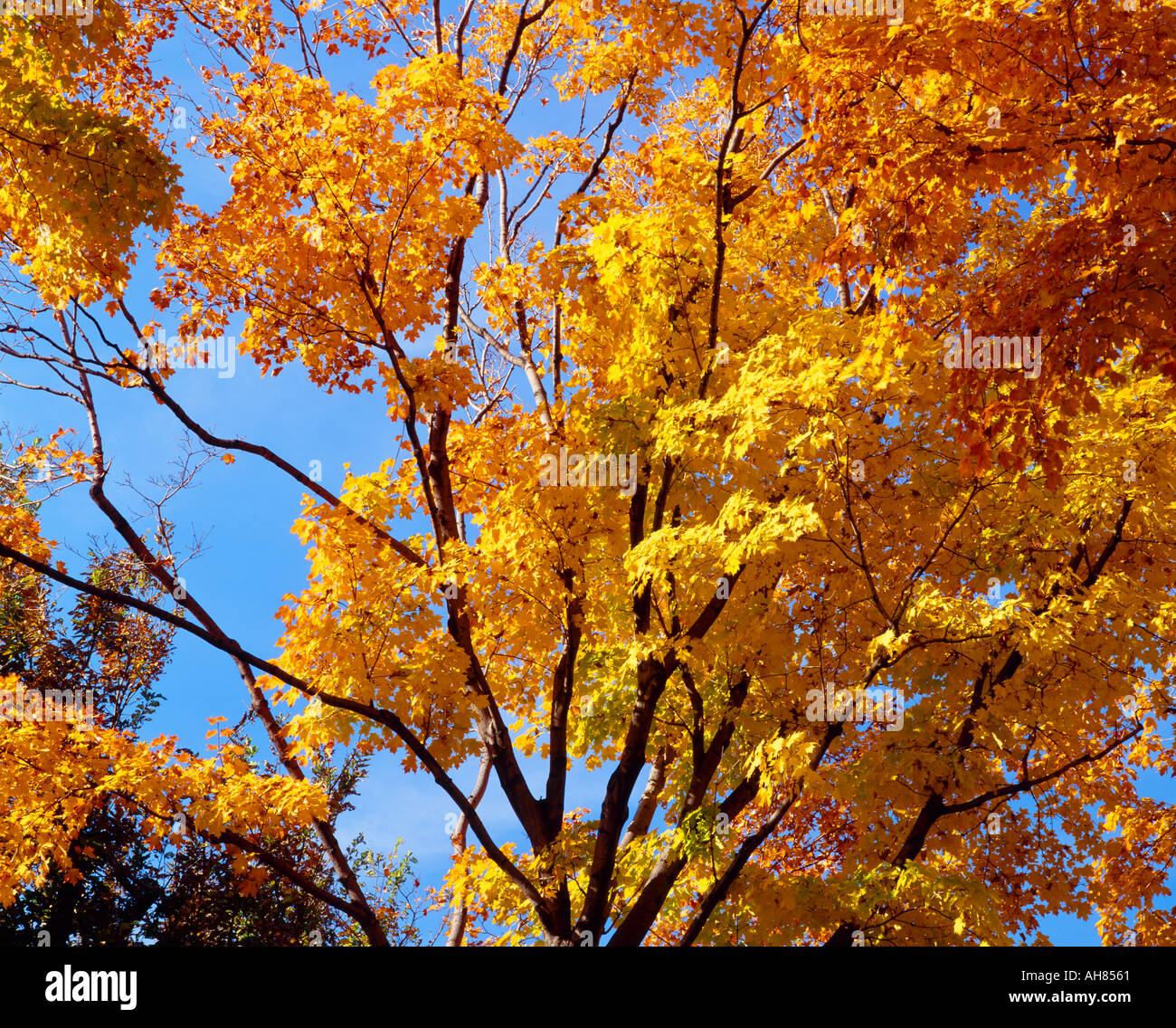 Autumn colors in Washington DC Stock Photo - Alamy