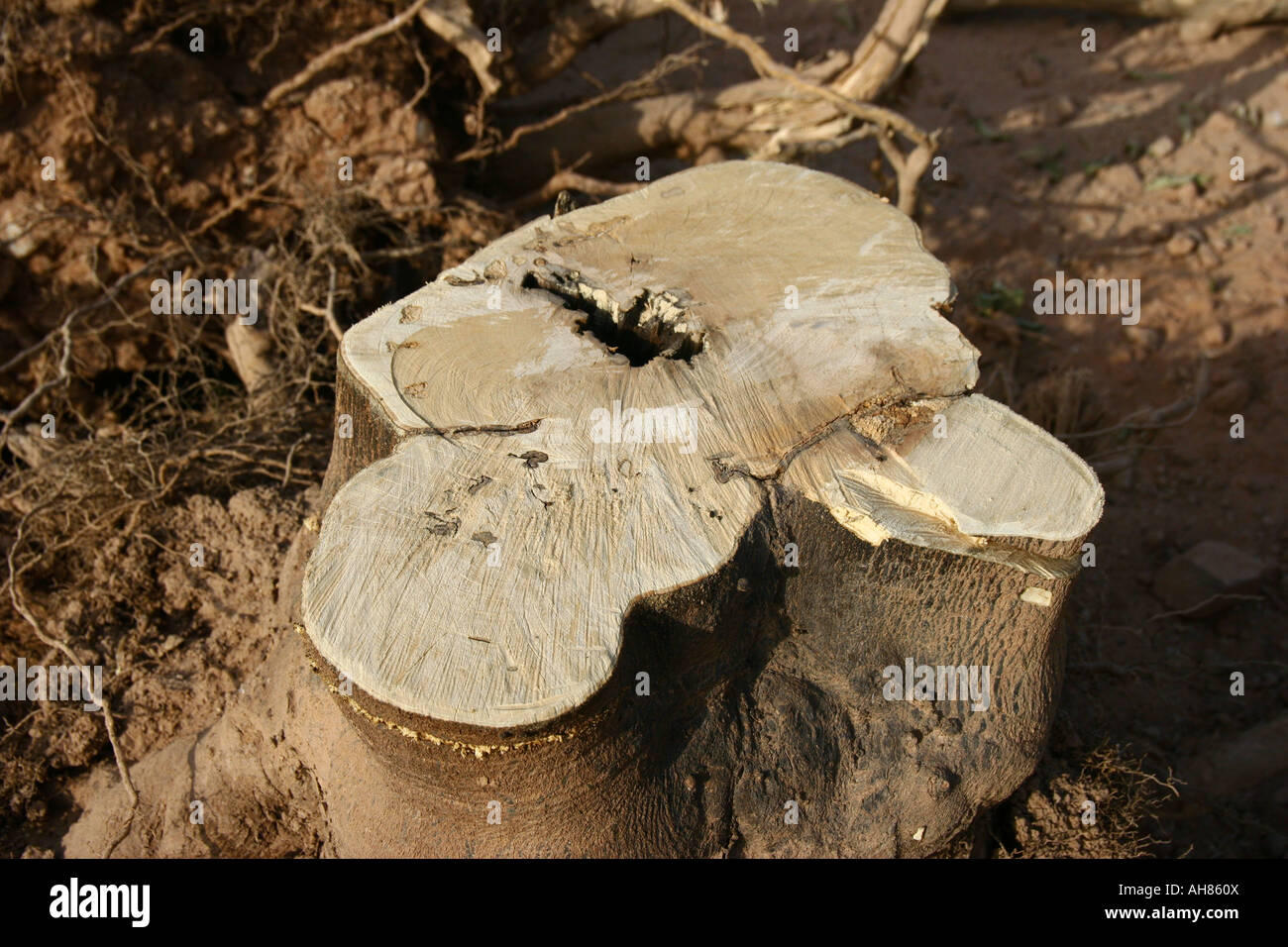 Dead trunk of a logged tree Stock Photo - Alamy