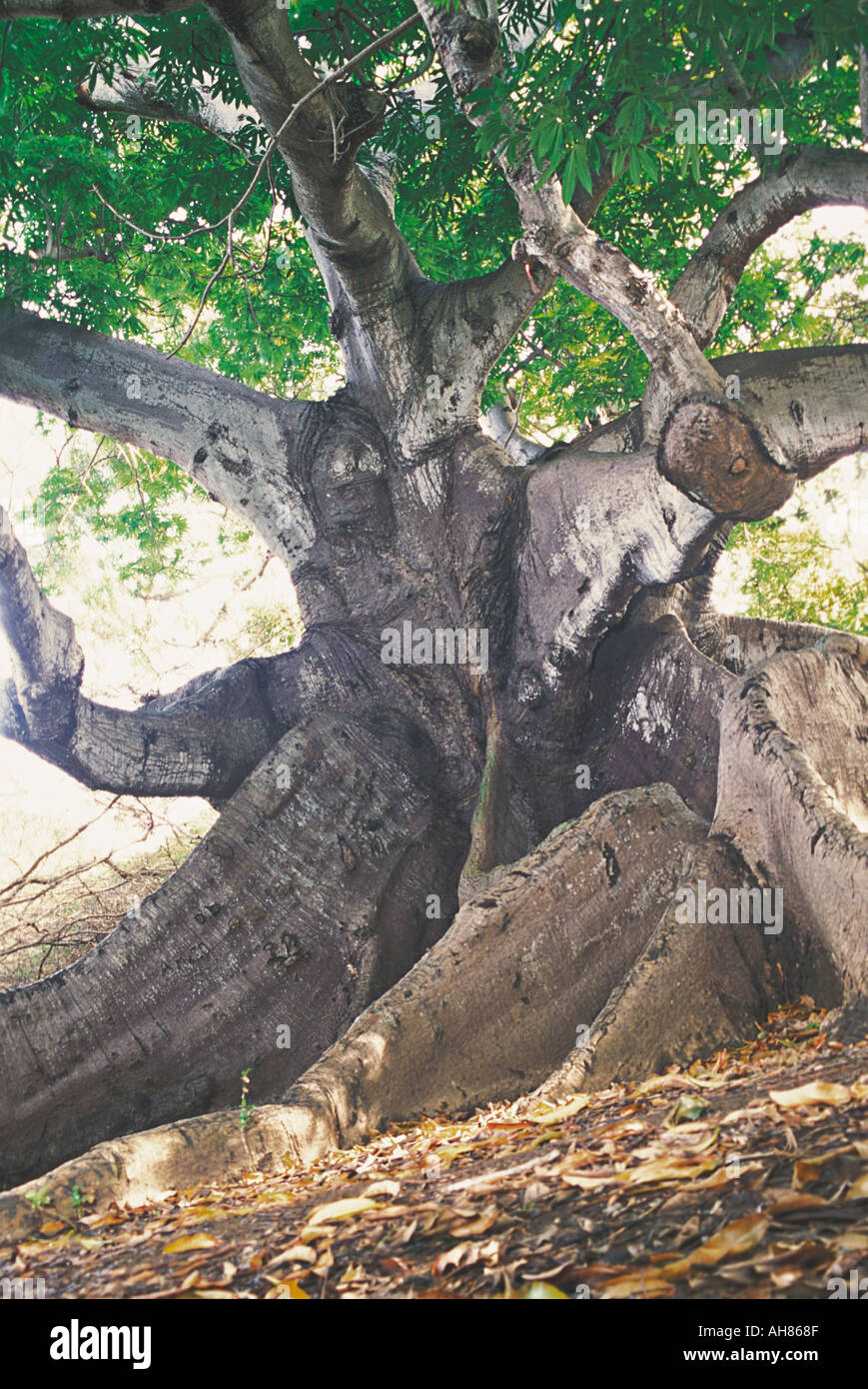 A 100 year old kapok tree Bombax Costatum, Barber, Curacao, Netherlands ...