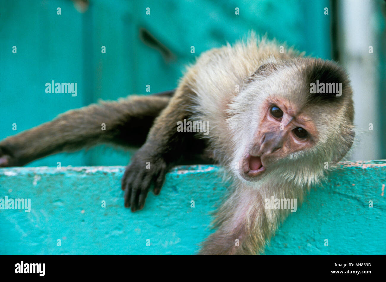 Capuchin Monkey on fence begging for food Stock Photo - Alamy