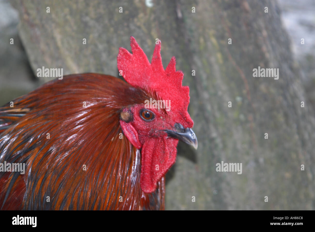 Red rooster chicken Stock Photo - Alamy