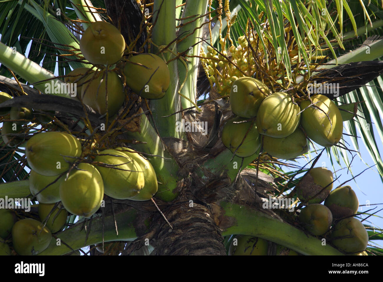 Coconut palm tree with green coconuts Stock Photo - Alamy
