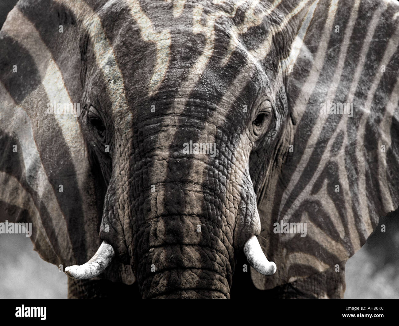 elephant with zebra stripes Stock Photo - Alamy